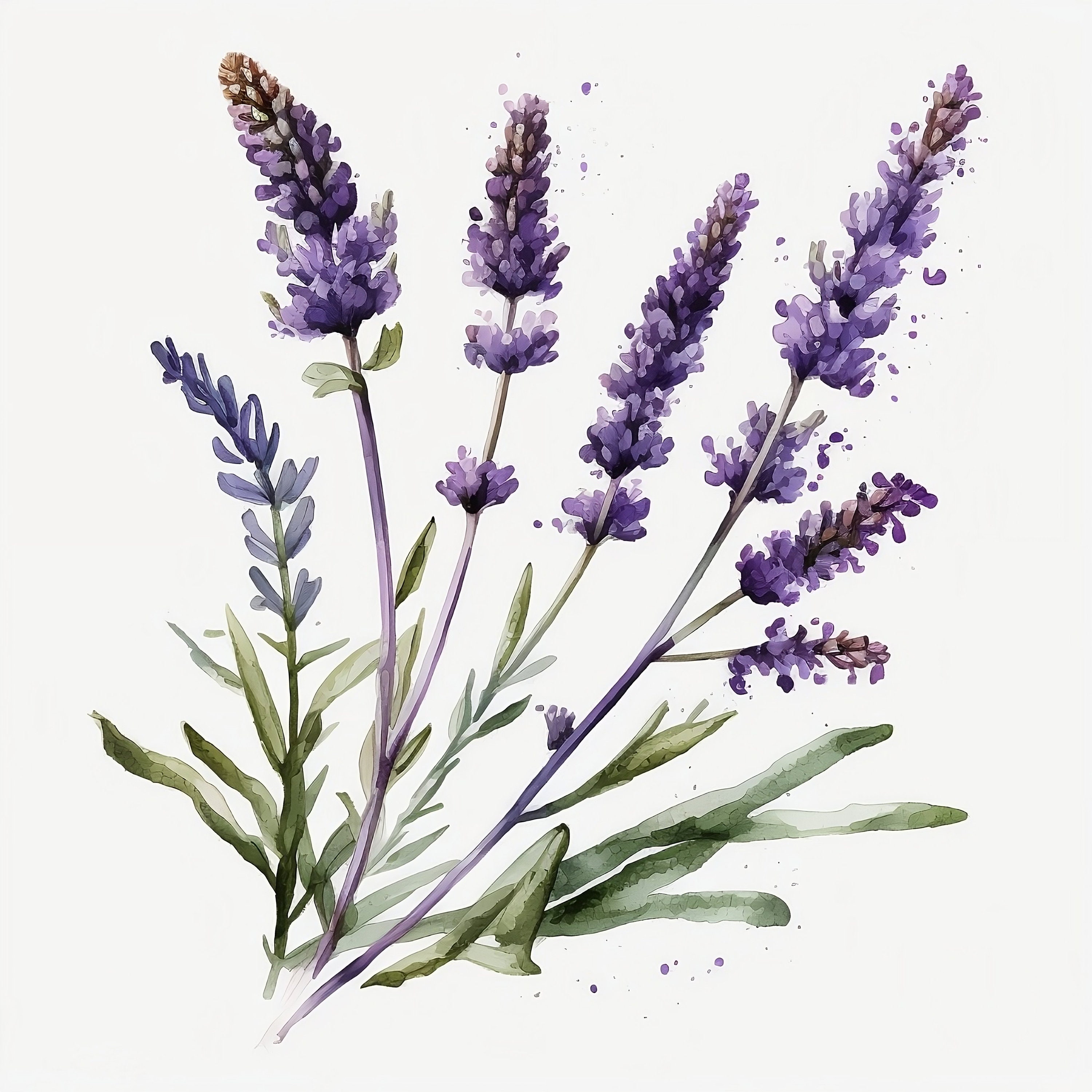 Watercolor Flower Clipart, Lavender PNG & JPG Images, Watercolor ...