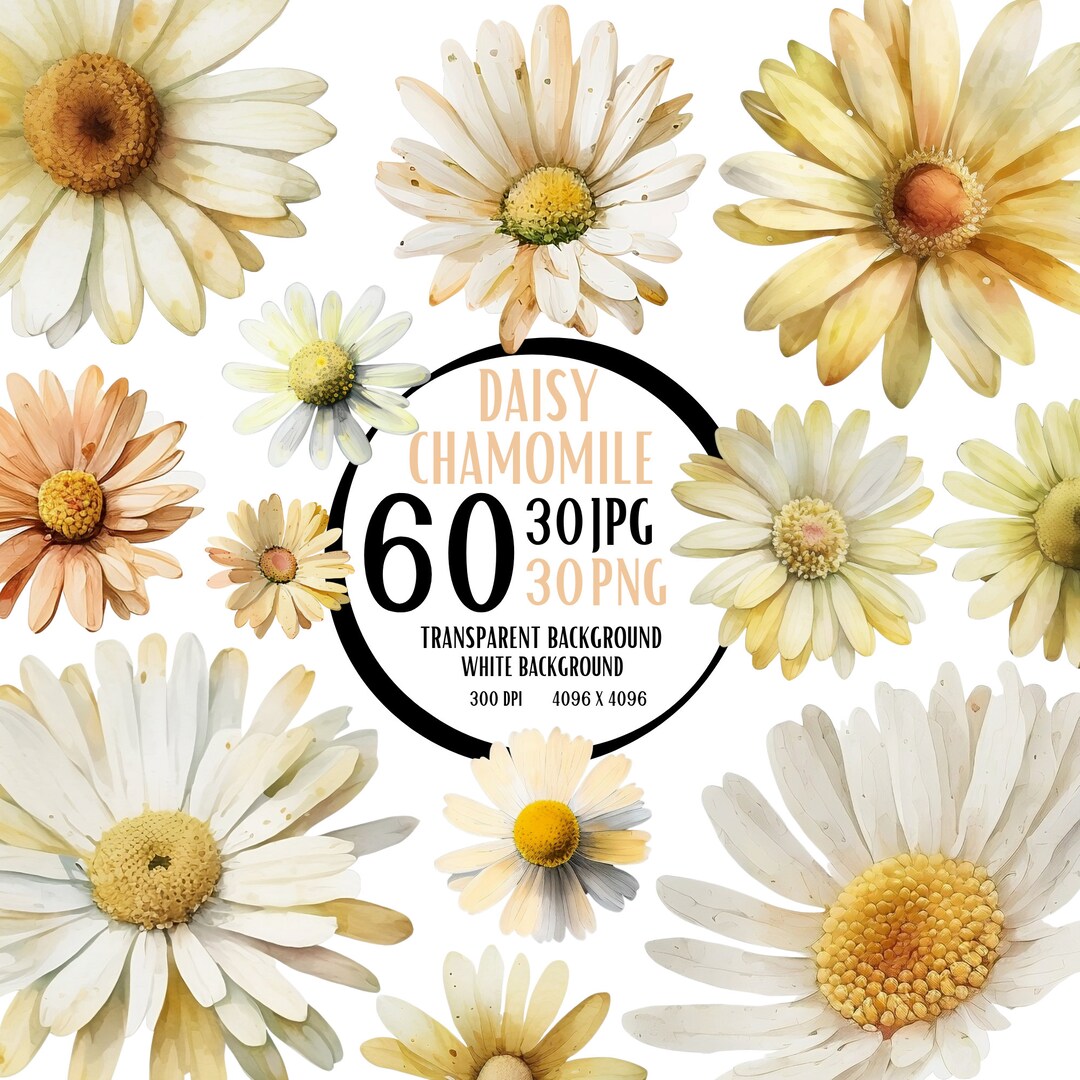 Watercolor Flower Clipart, Daisy PNG & JPG Images, Watercolor Daisy ...