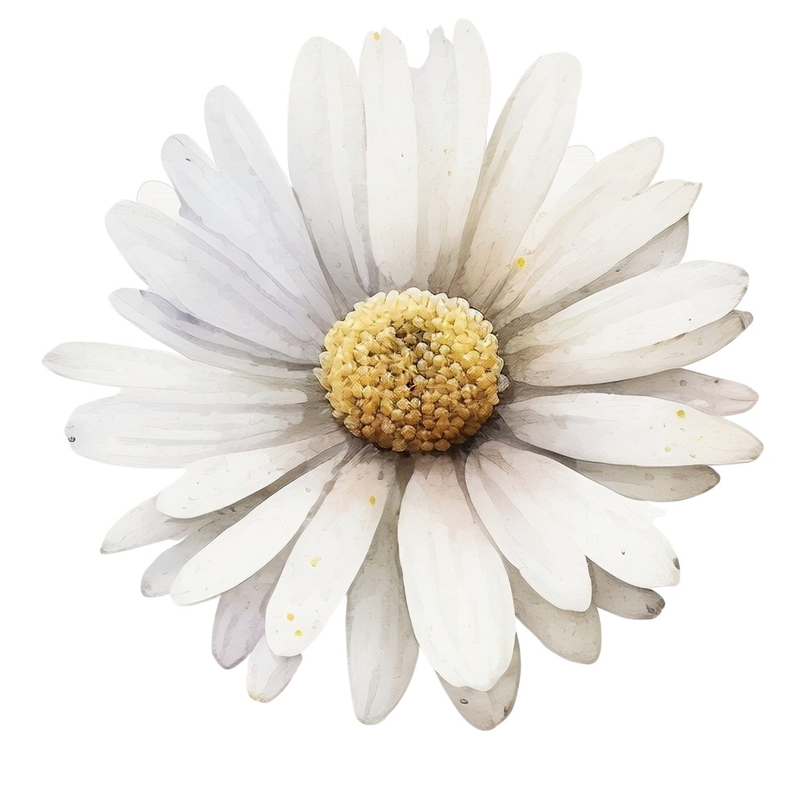 Watercolor Flower Clipart Daisy PNG & JPG Images Watercolor - Etsy