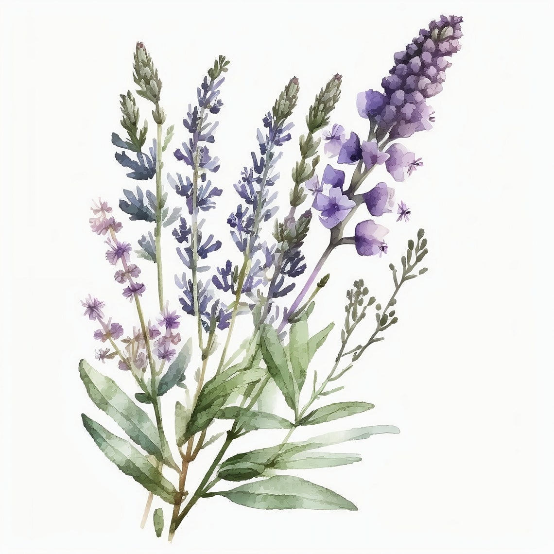 Watercolor Flower Clipart Lavender PNG & JPG Images - Etsy