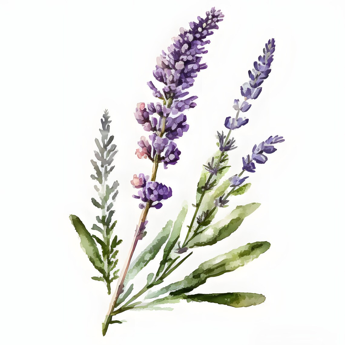 Watercolor Flower Clipart Lavender PNG & JPG Images - Etsy