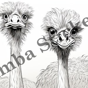 10-pack Ostriches Digital Colouring Page Vector Illustration SVG Images ...