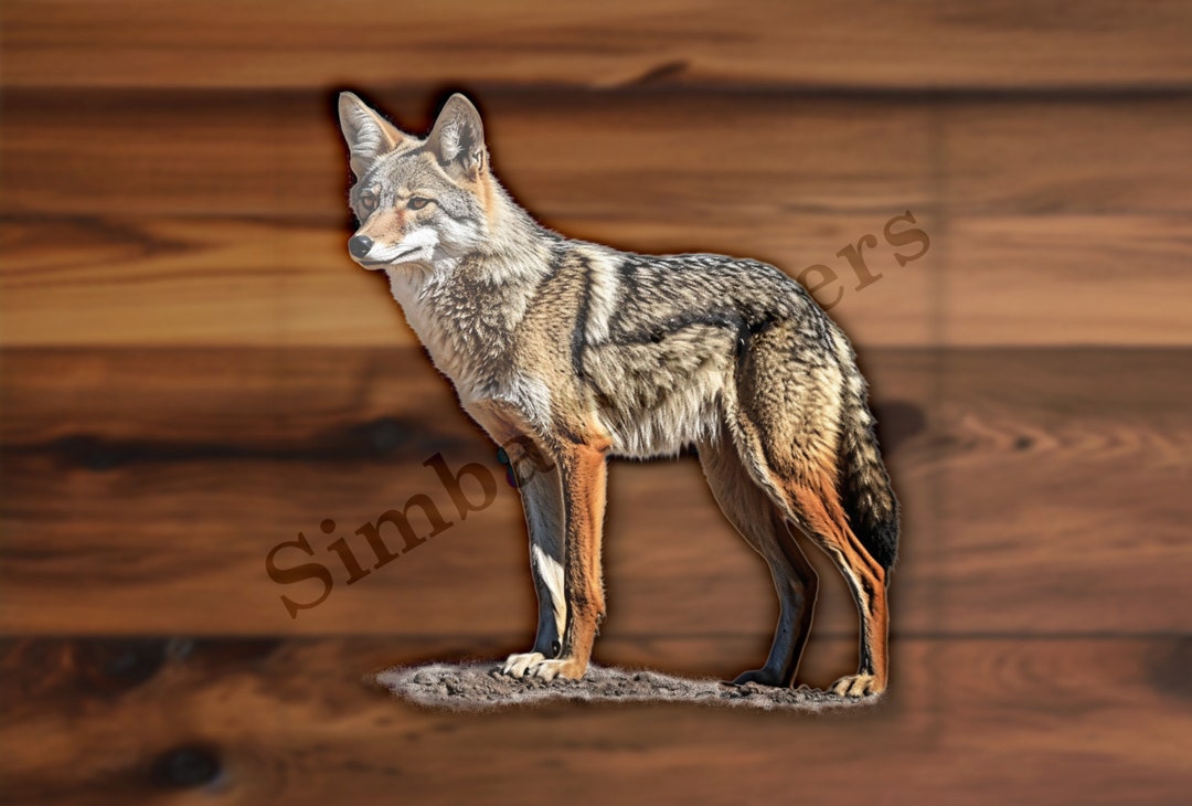 Jackal Digital Sticker PNG+SVG Fun Cartoon Sticker Sticker Wild Animal ...