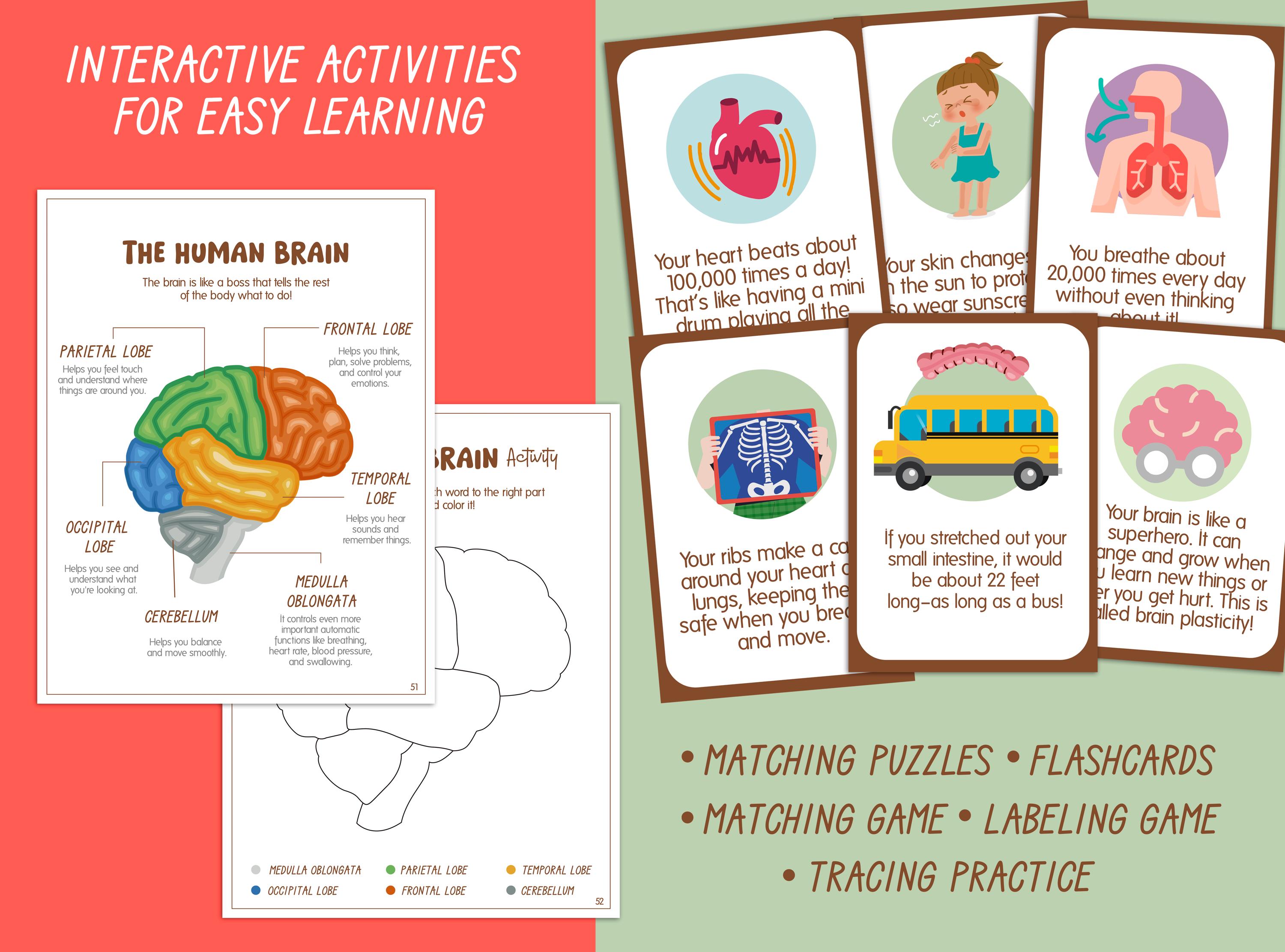 Anatomy Busy Book for Kids, Printable, Educational Busy Book, Learning ...