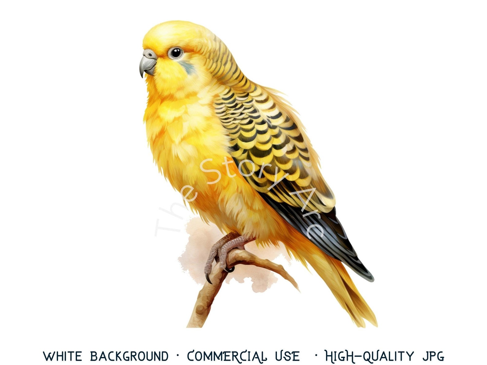 Budgie Clipart, 22 Budgerigar Clipart, Watercolor Bird Clipart, High ...