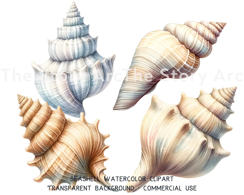 Watercolor Seashell Clipart, 22 Seashells PNG, Digital Download ...