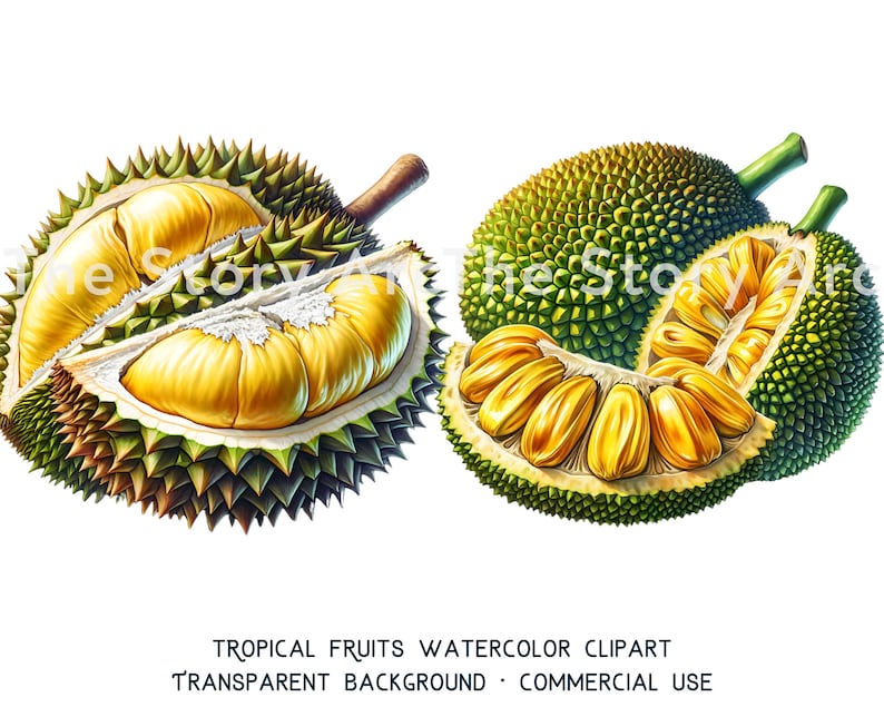 Tropical Fruit Clipart, 18 Fruit PNG, Digital Download, Fresh Fruits ...