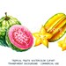 Tropical Fruit Clipart, 18 Fruit PNG, Digital Download, Fresh Fruits ...