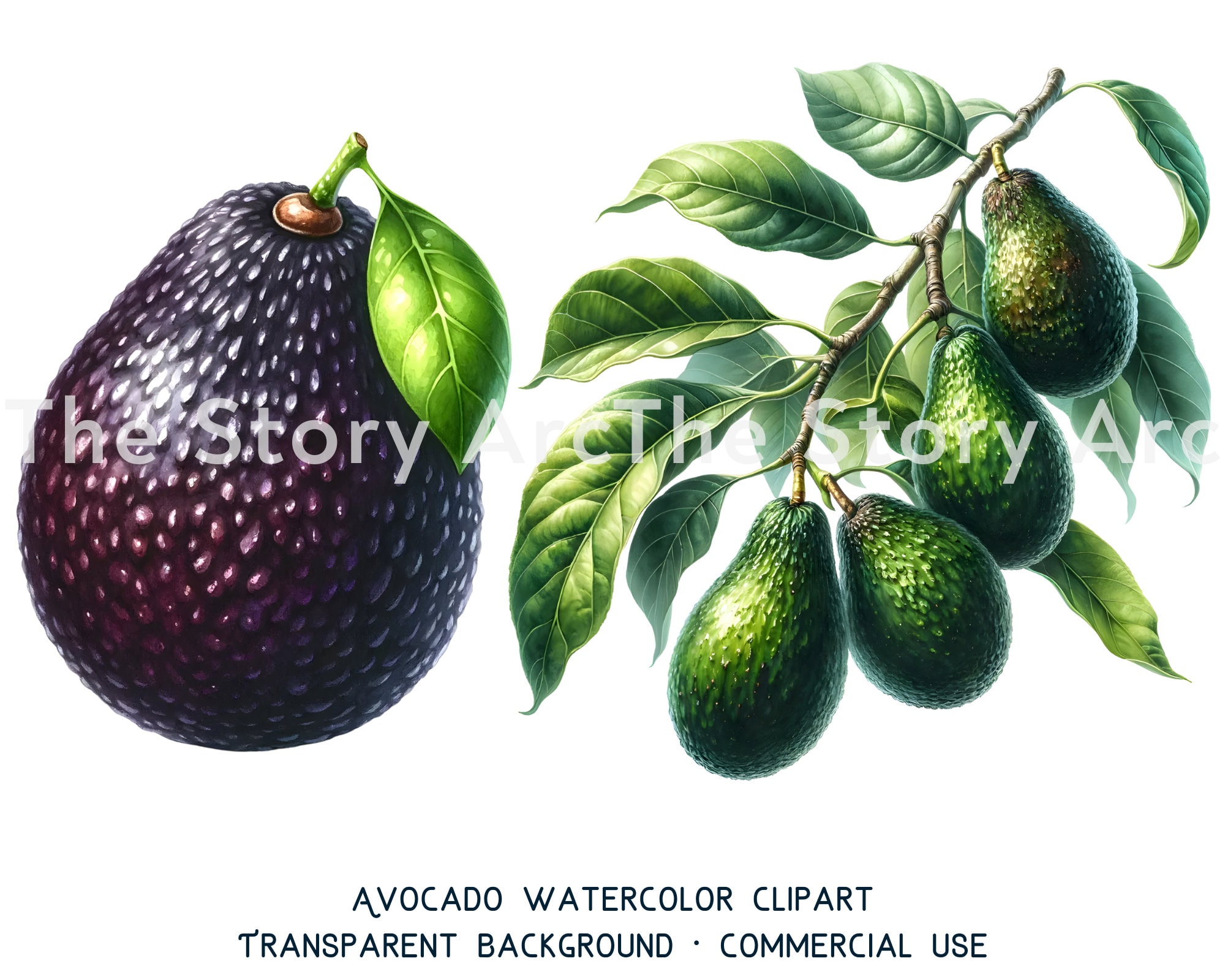 Avocado Clipart Bundle, 15 Avocado Fruit Watercolor Clipart, Digital ...