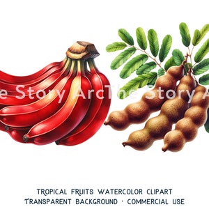 Tropical Fruit Clipart, 18 Fruit PNG, Digital Download, Fresh Fruits ...