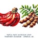 Tropical Fruit Clipart, 18 Fruit PNG, Digital Download, Fresh Fruits ...