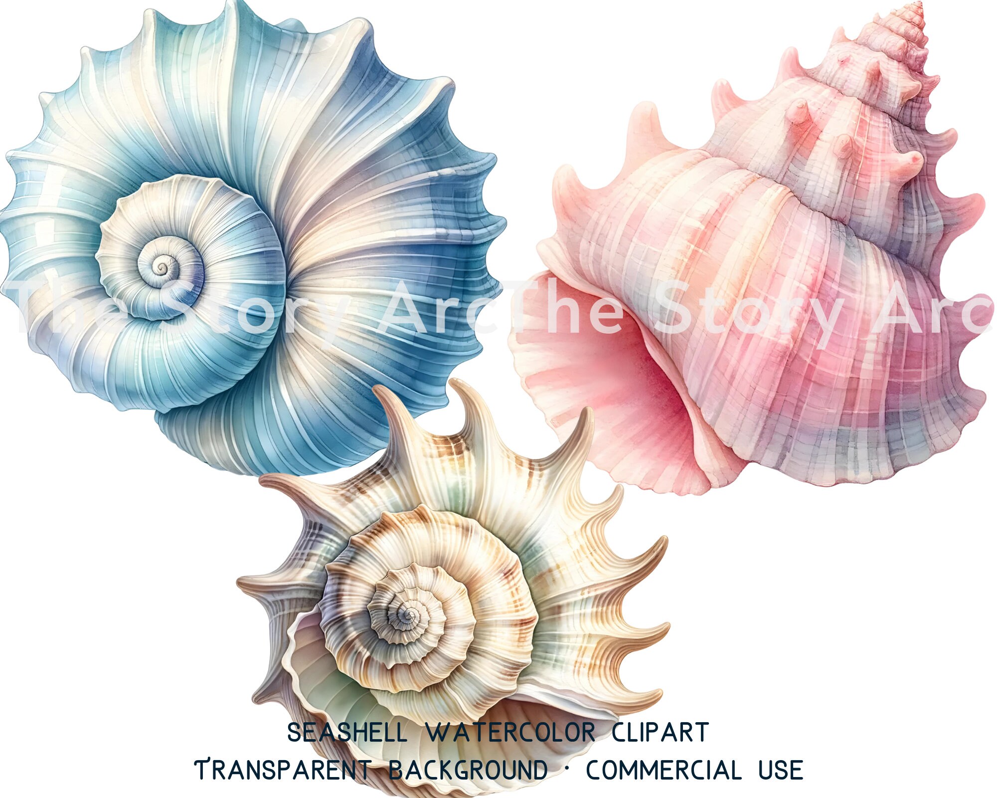 Watercolor Seashell Clipart, 22 Seashells PNG, Digital Download ...