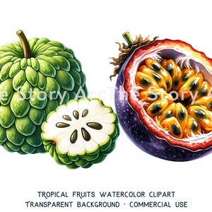 Tropical Fruit Clipart, 18 Fruit PNG, Digital Download, Fresh Fruits ...