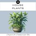 Luscious House Plants PNG Clipart Bundle | Watercolour Greenery | Junk ...