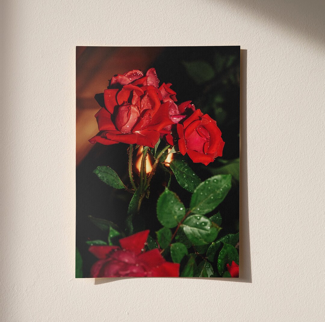 Red Roses at Night Wall Art Print Poster of Flowers After Rain Photo ...