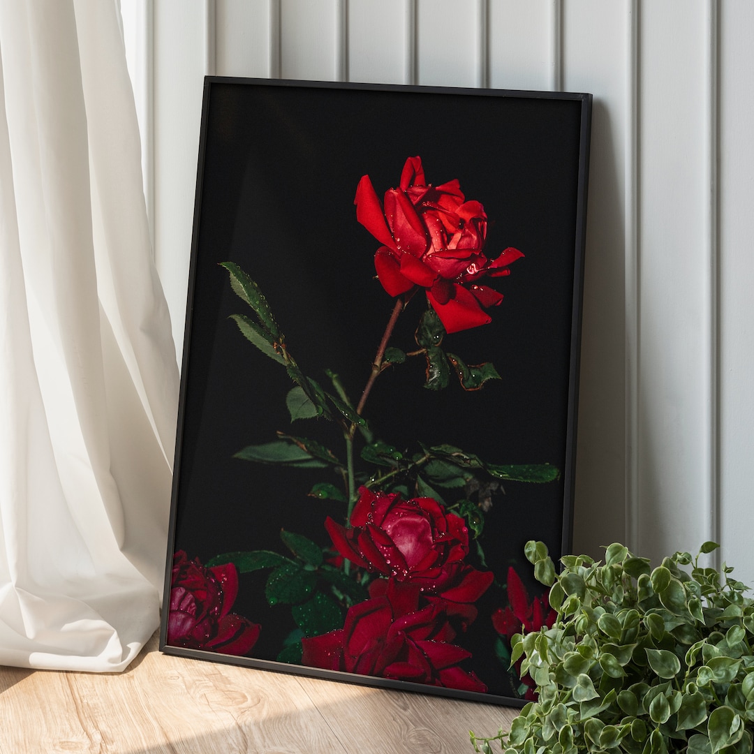 Red Rose Framed Poster Plant Photo in Metal Frame Art Print - Etsy