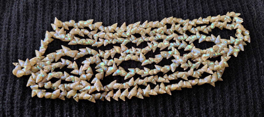 Antique Tasmanian Maireener Shell Necklace Aboriginal 168cm - Etsy