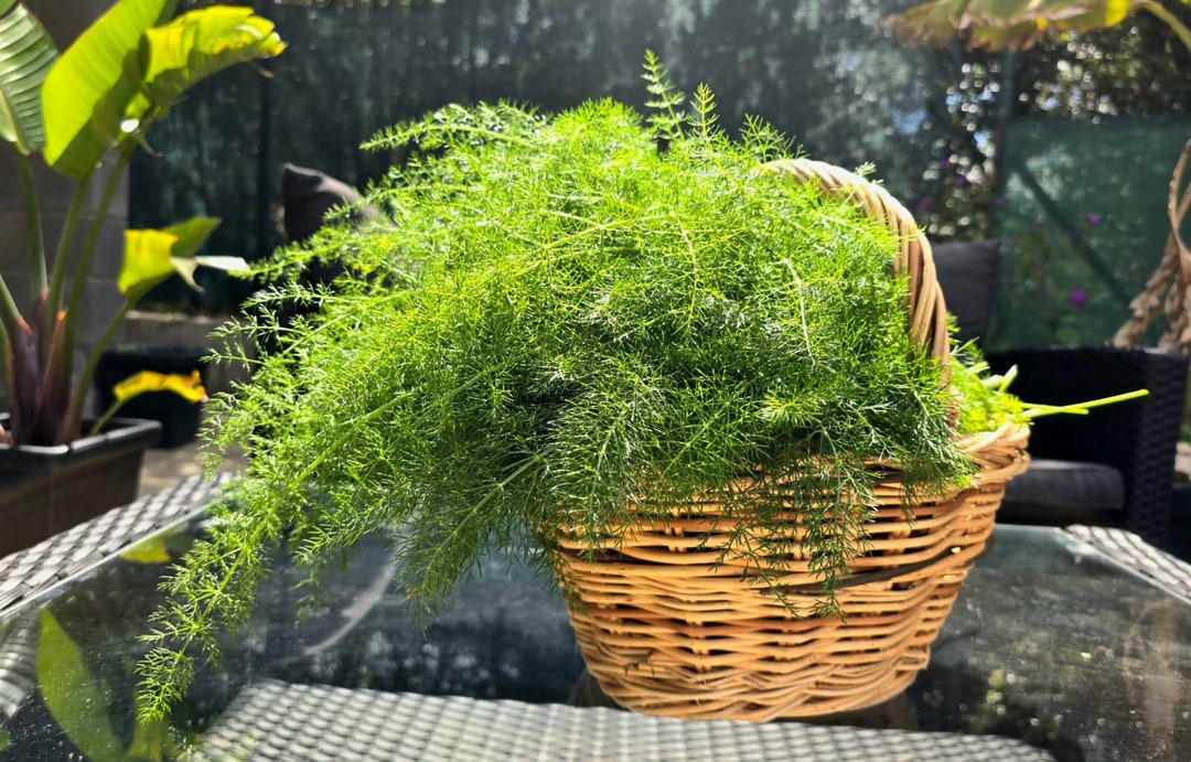 DRIED FENNEL in Branches and 70 Gram Bag. - Etsy Canada