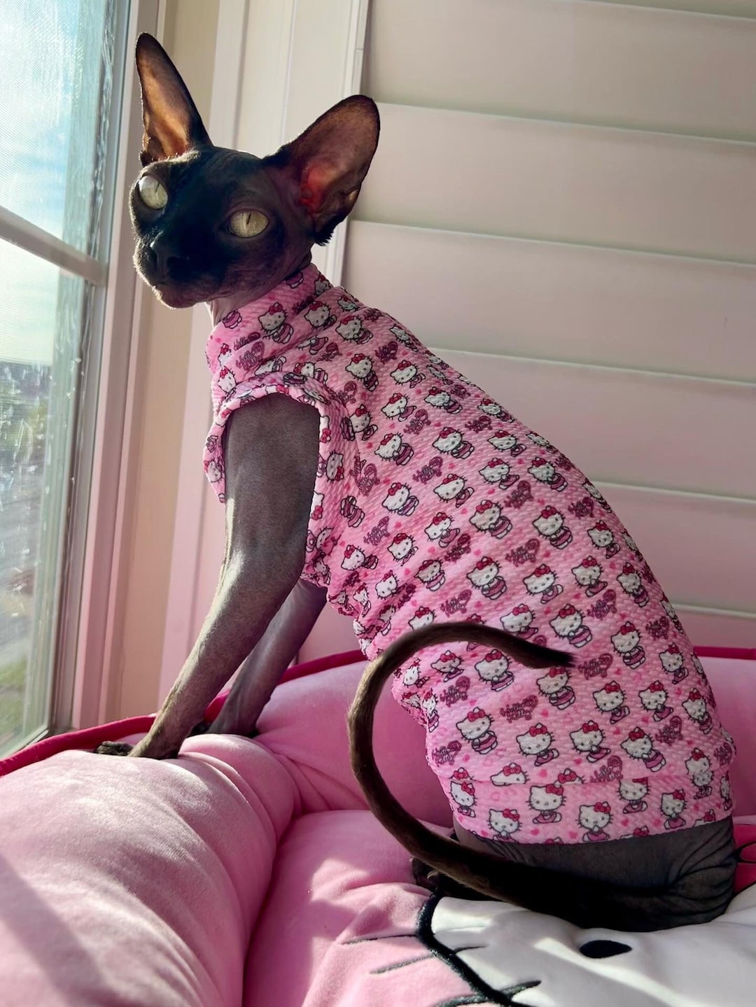 Sphynx Cat Shirt Sphynx Cat Clothes Hairless Cat Clothes Sphynx Cat ...