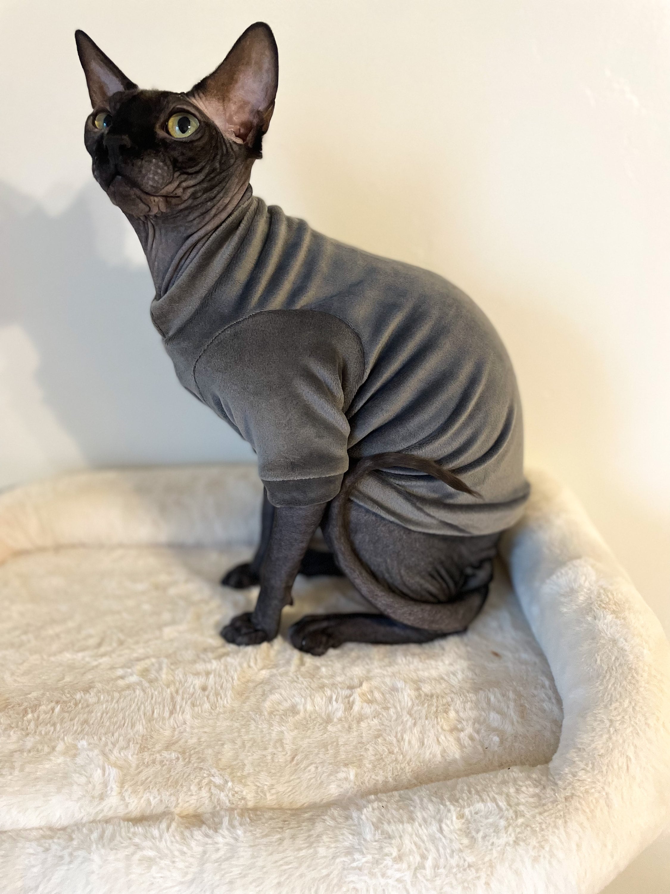 Sphynx Cat Shirt Fleece Sphynx Cat Clothes Hairless Cat Clothes Sphynx ...