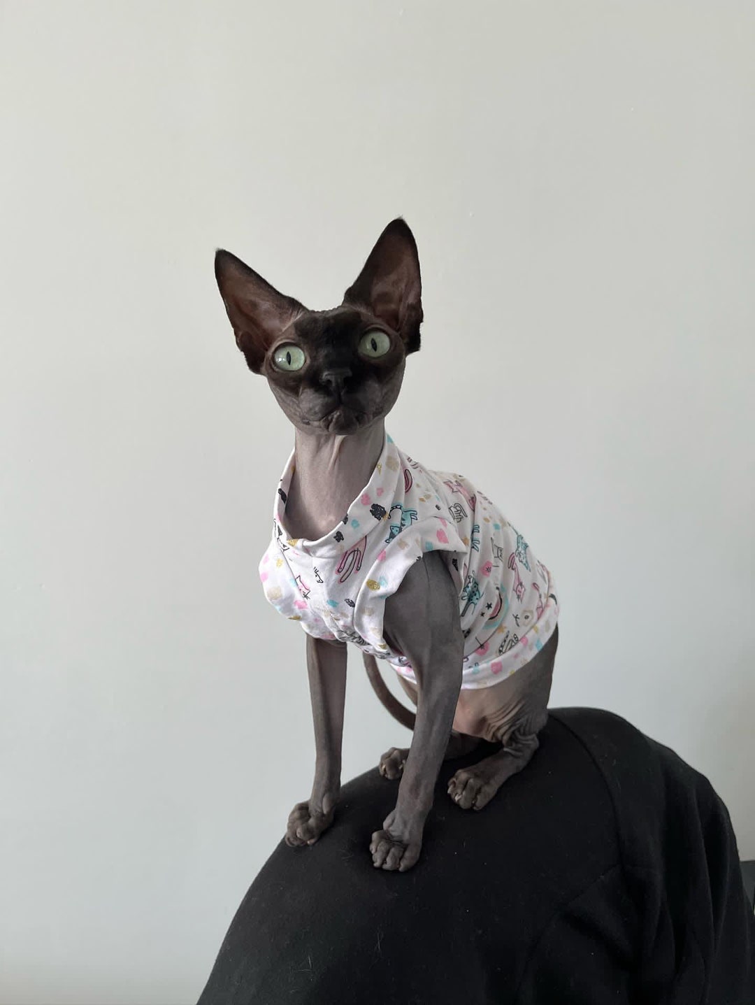 Sphynx Cat Shirt Sphynx Cat Clothes Hairless Cat Clothes Sphynx Cat ...