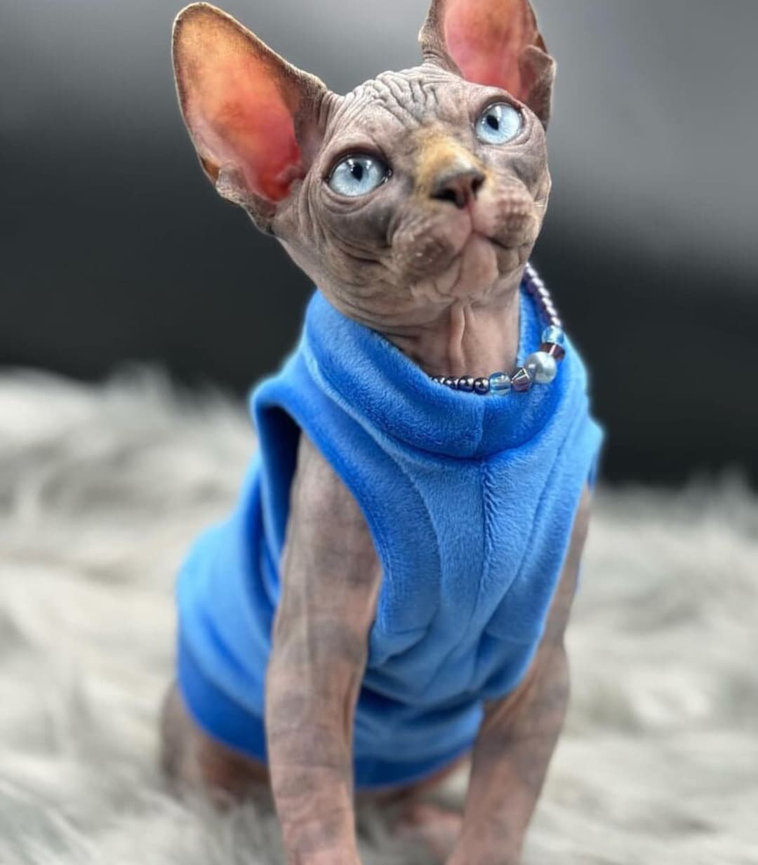 Sphynx Cat Shirt Fleece Sphynx Cat Clothes Hairless Cat Clothes Sphynx ...