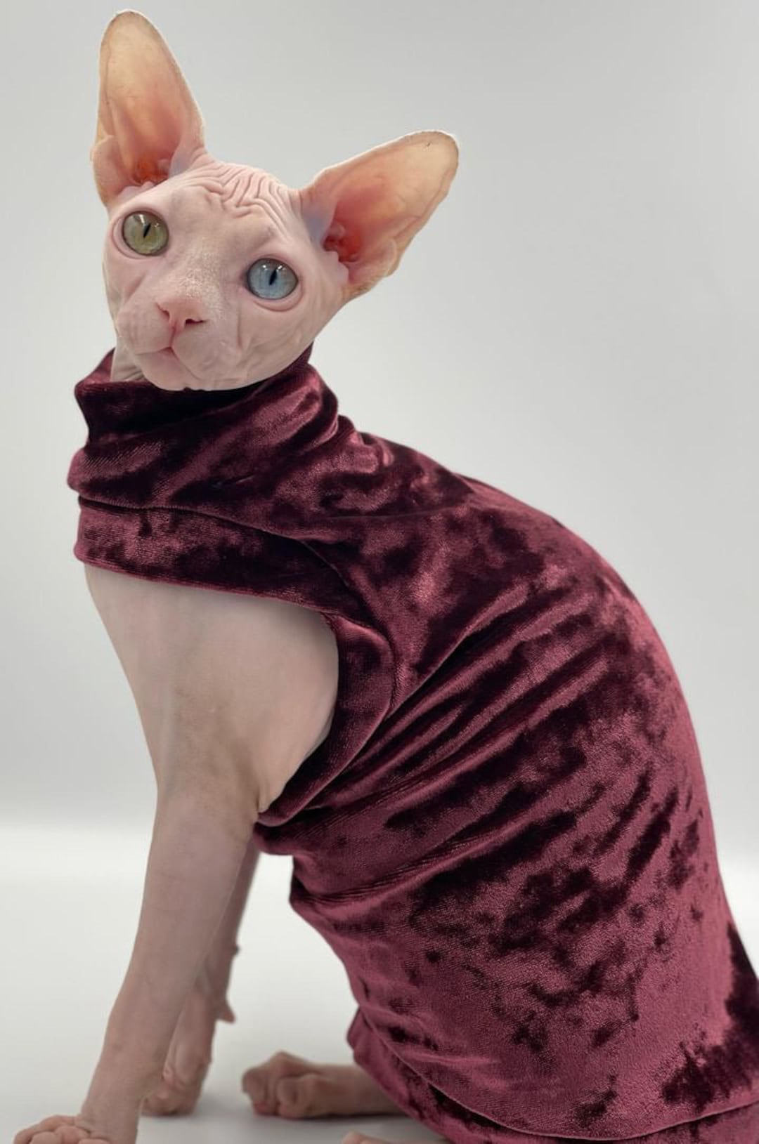 Sphynx Cat Shirt Sphynx Cat Clothes Hairless Cat Clothes One Arm Hole ...