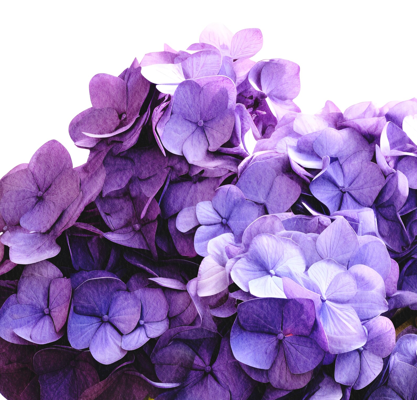 Hydrangea Print Set | Purple Flower Print Gallery Wall Set | Watercolor ...