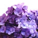 Hydrangea Print Set | Purple Flower Print Gallery Wall Set | Watercolor ...