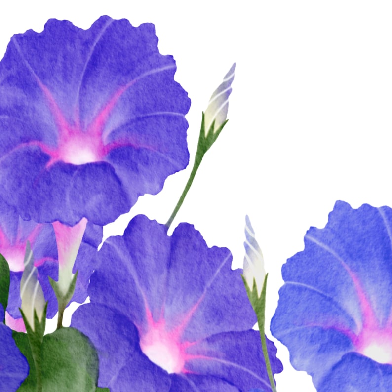 September Birth Flower Print Set | Aster Morning Glory Print Gallery ...