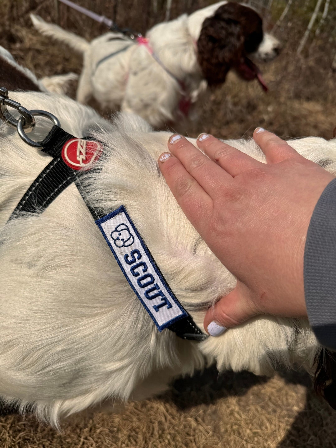 1x4 Inch Dog Collar Name Tag – Custom Embroidered Tag for Collars ...