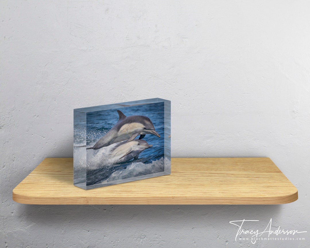 Dolphin Acrylic Block Gift, Dolphin Office Décor, Dolphin Gifts ...