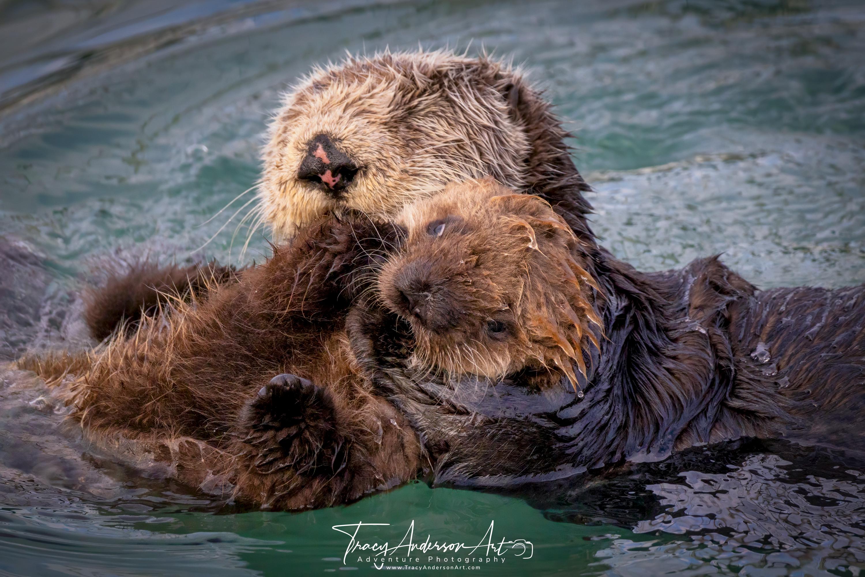 Baby Sea Otter & Mama Photo Print, Morro Bay Coastal Wildlife Wall ...