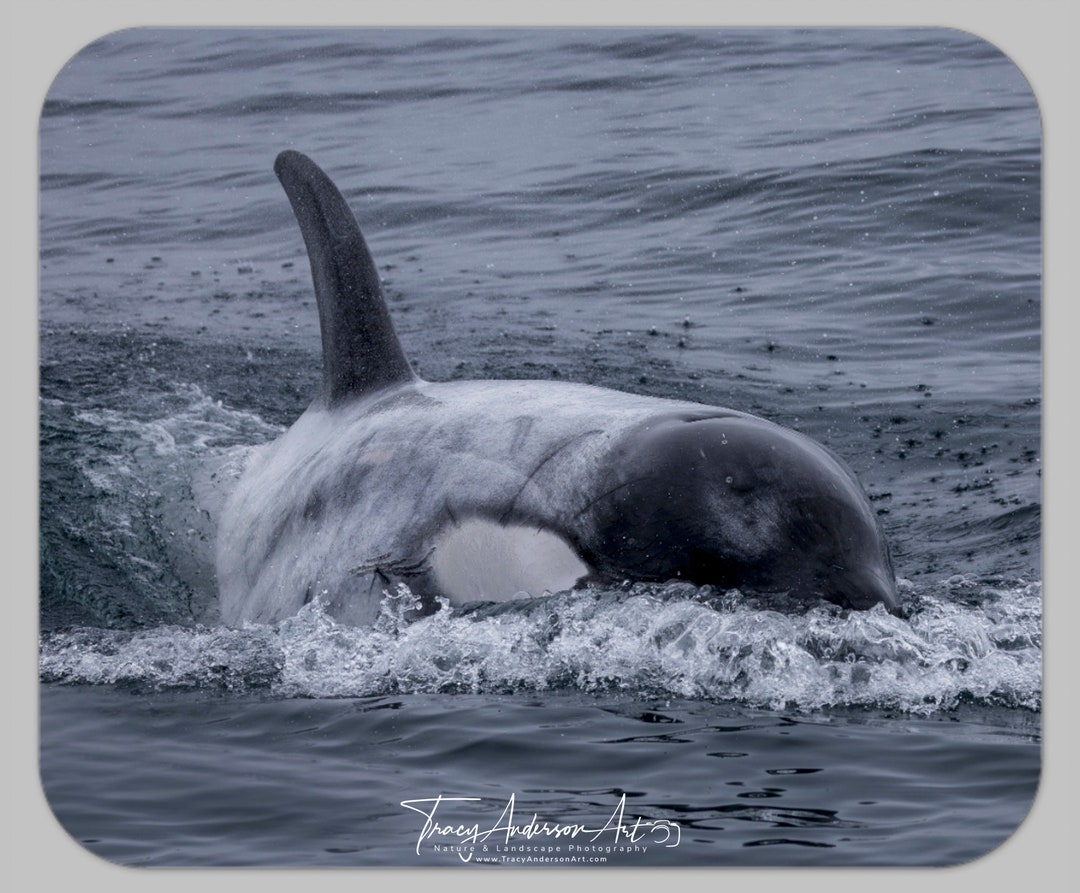 Orca Mousepad, Orca Office Décor, Orca Photography, Killer Whale ...