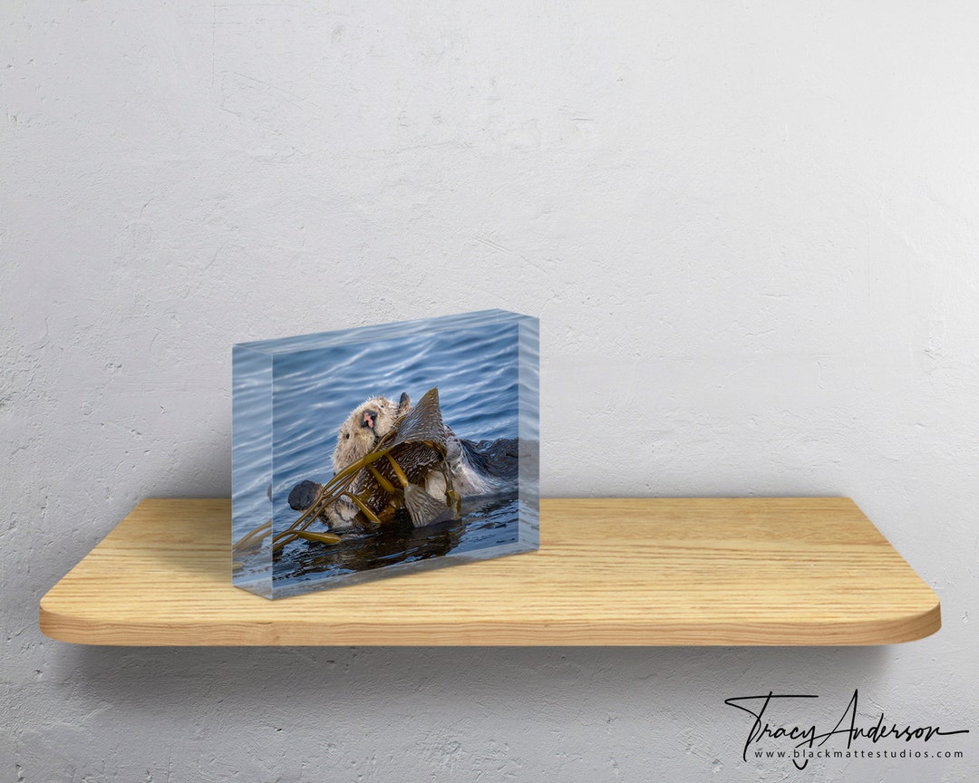 Sea Otter 4x6 Acrylic Block Gift, Sea Otter Office Décor, Unique ...