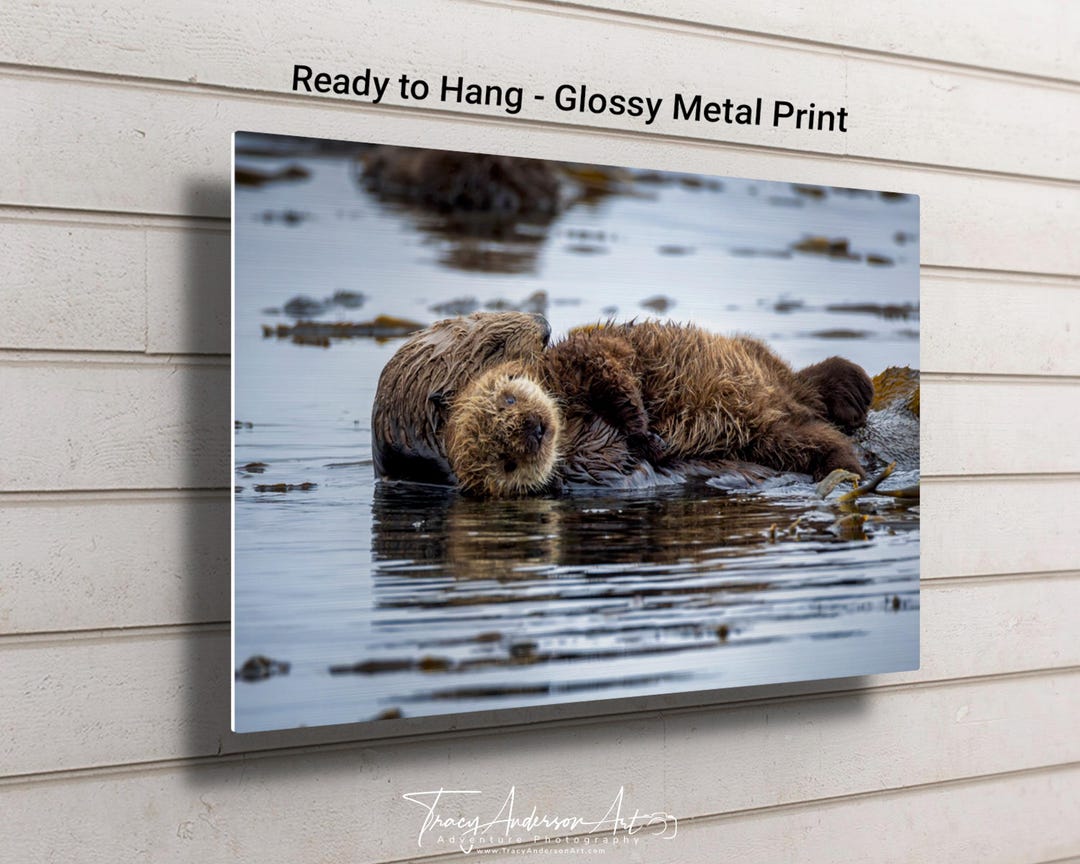 Restless Baby Sea Otter Wall Art, Cute Otter Photography Print, Morro ...
