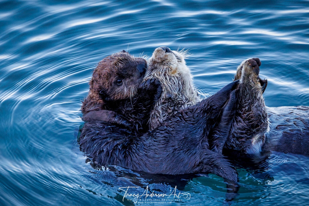 Mama and Baby Otter Photo, Morro Bay Sea Otter, Sea Otter Photography ...