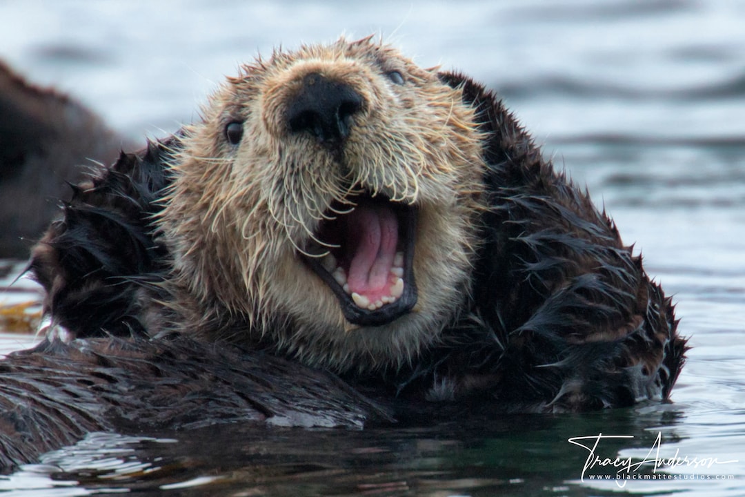 Sea Otter Yawning in Morro Bay Photo, Sea Otter Photo, Sea Otter ...