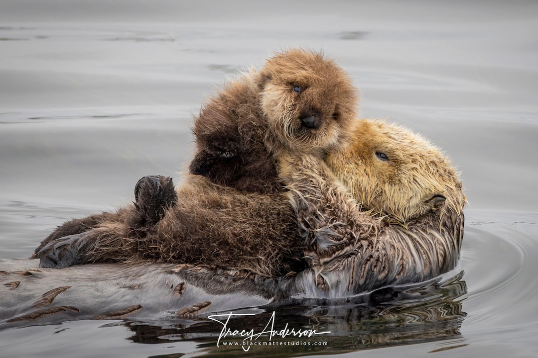 Mom and Baby Sea Otter Picture, Otter Wall Art, Sea Otter Photo Print ...