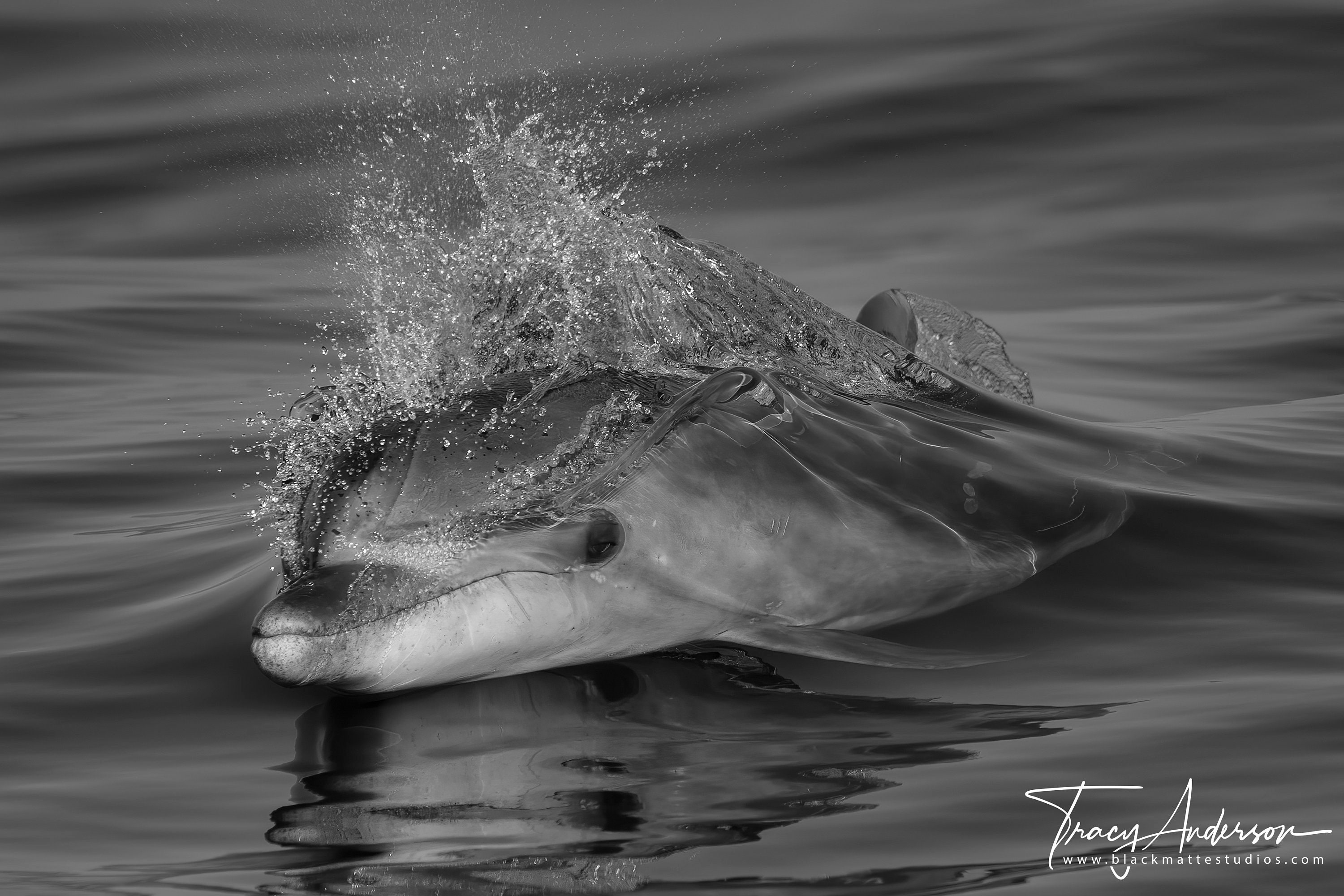 Dolphin Wall Art Photo, Dolphin Canvas Photo, Dolphin Black and White ...