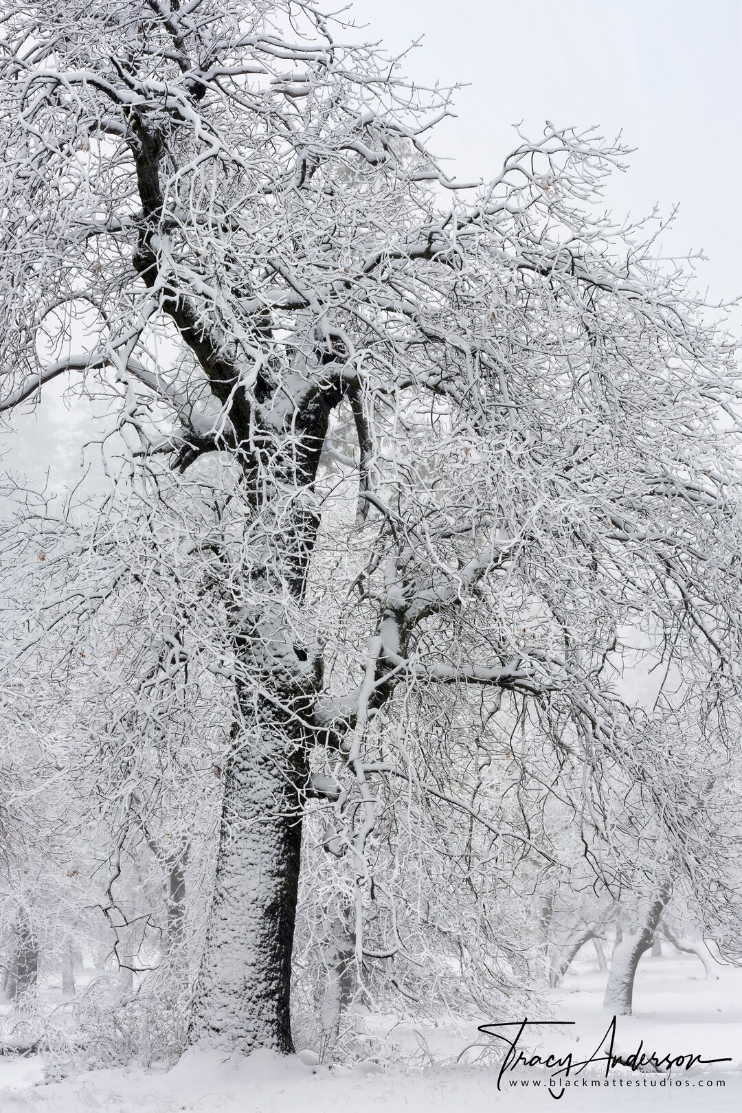 Yosemite National Park Snowfall Photo Yosemite Photography - Etsy