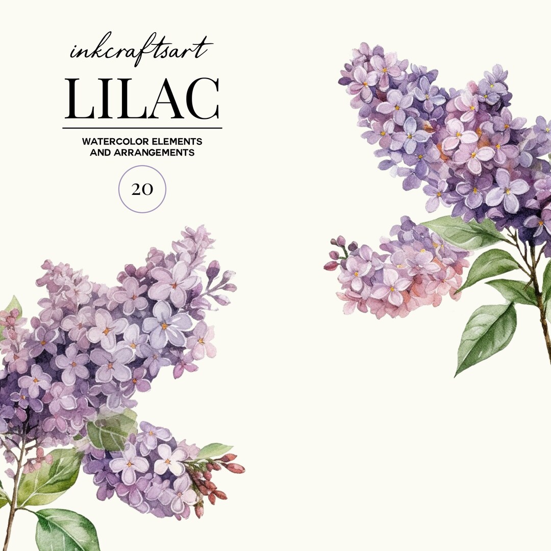 Watercolor Lilac Clipart Watercolor Lilac Bouquets Lilac Arrangements ...