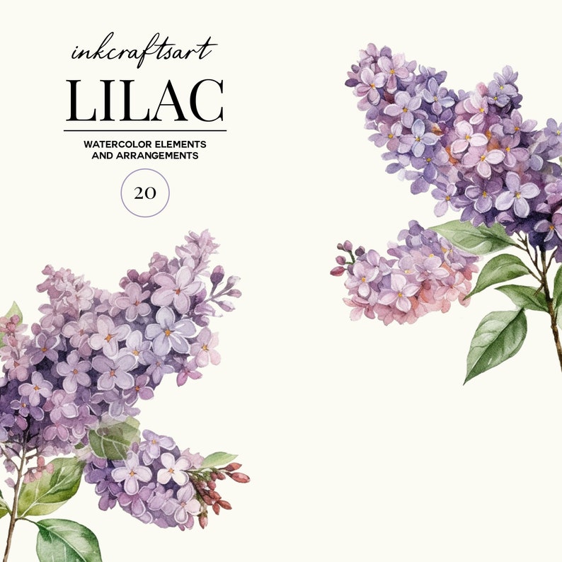 Watercolor Lilac Clipart Watercolor Lilac Bouquets Lilac Arrangements ...