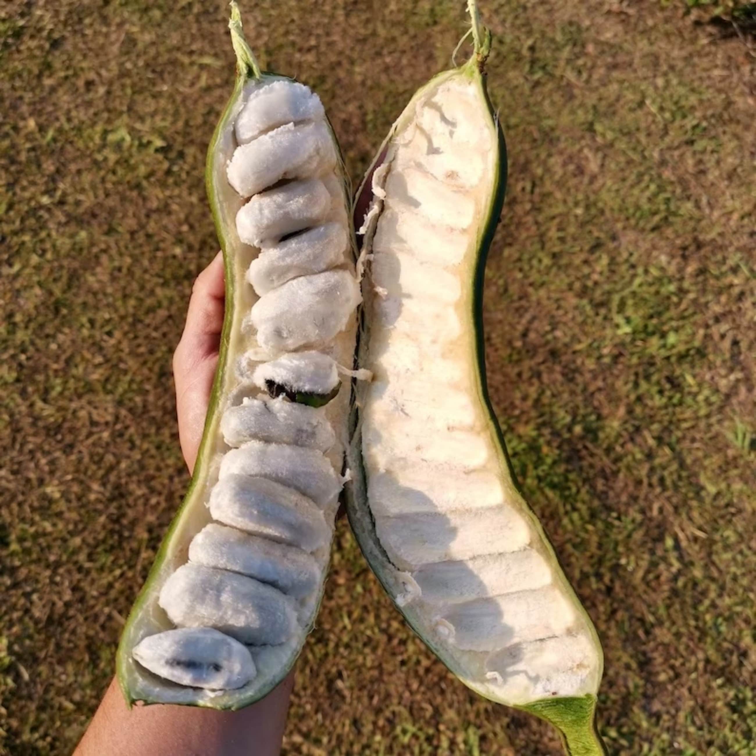 Jumbo Ice Cream Bean Tree inga Edulis Guama Machete Tropical - Etsy Jumbo Ice Cream Bean Tree inga Edulis Guama Machete Tropical - Etsy