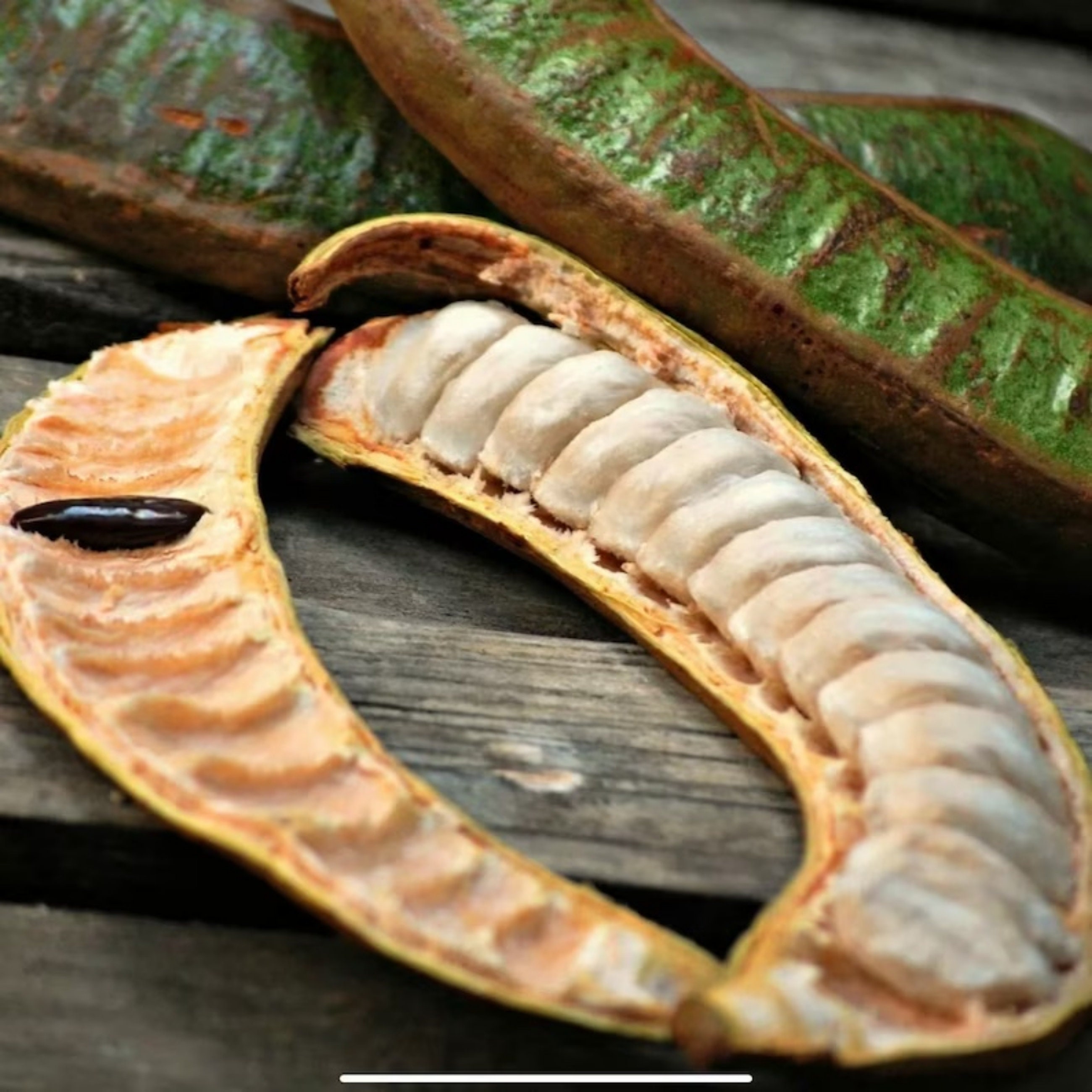 Jumbo Ice Cream Bean Tree inga Edulis Guama Machete Tropical - Etsy Jumbo Ice Cream Bean Tree inga Edulis Guama Machete Tropical - Etsy