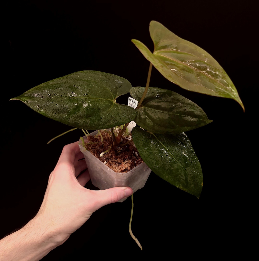 Anthurium 'fort Sherman' X 'black Velvet Indo Type' - Very Rare - Aroid ...