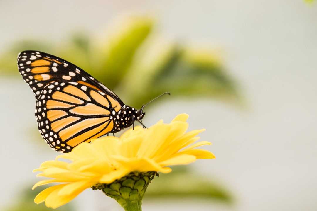 Monarch, Butterfly, on Flower, Yellow, Nature, Monarch Butterfly, - Etsy