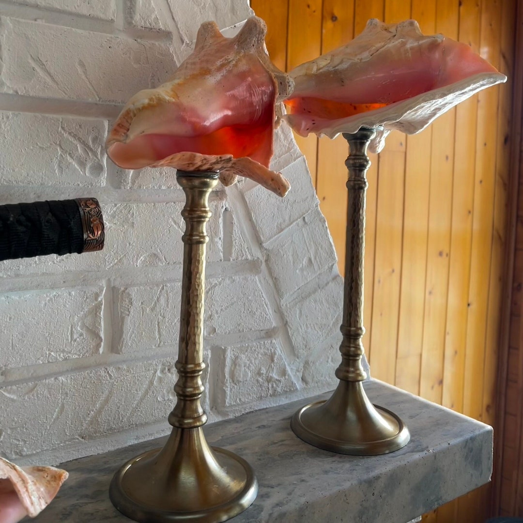 Caribbean Conch Shell Sculpture - Etsy