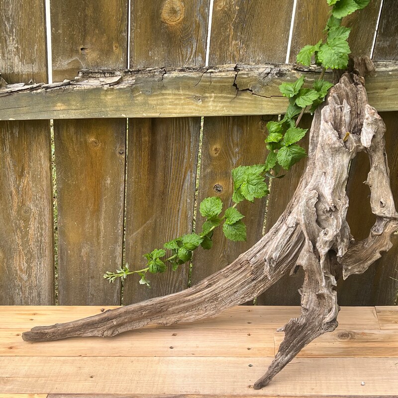Large Driftwood - Etsy