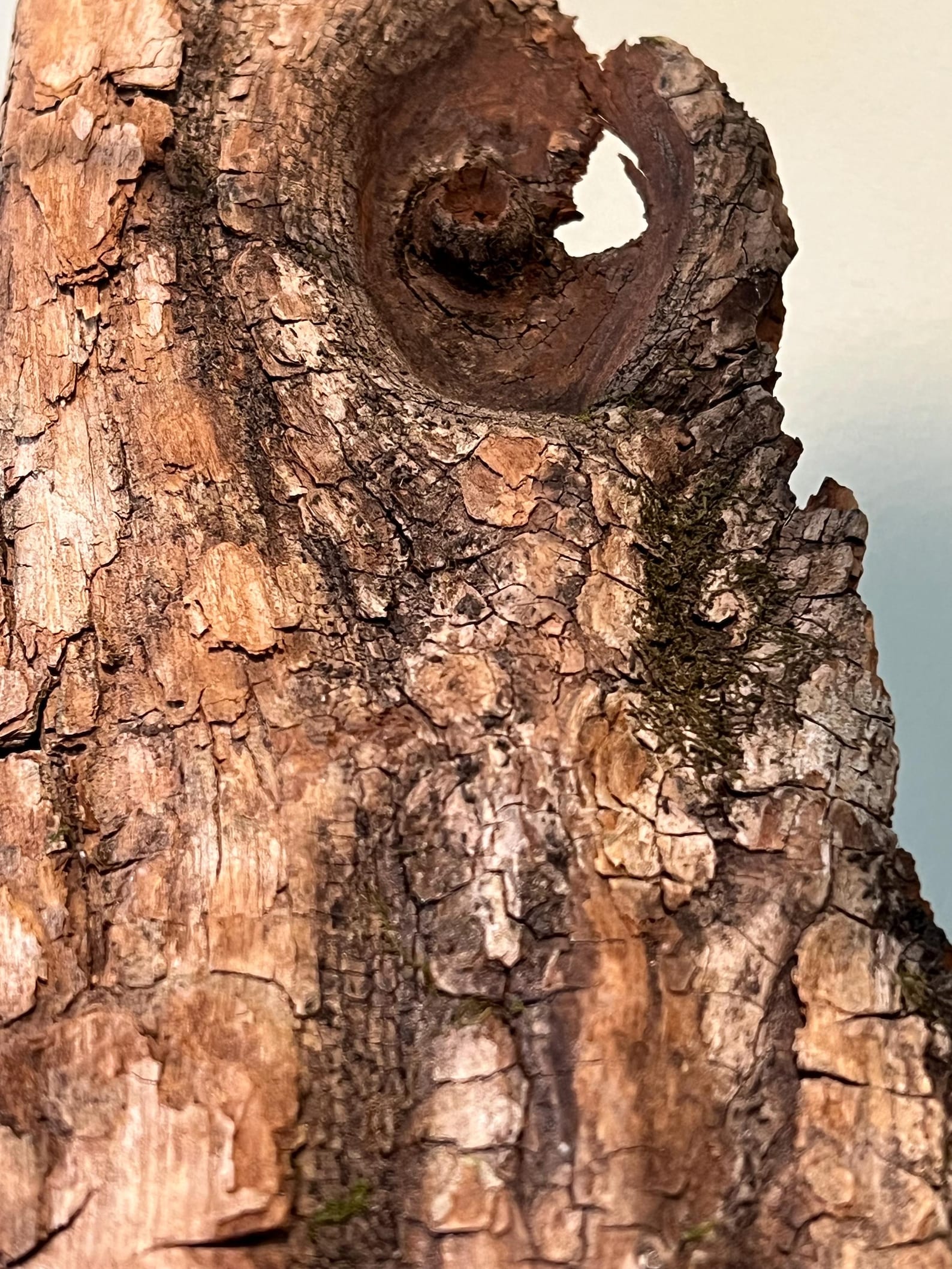 Plant Climbing Stakes - Osage Orange Natural Wood Garden Decor ...